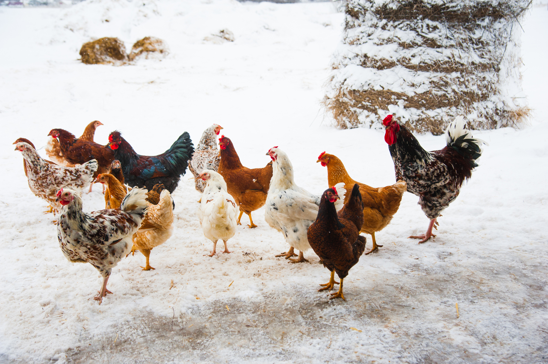 Chickens and Cold Weather: How Cold Can Chickens Tolerate? – Mother ...